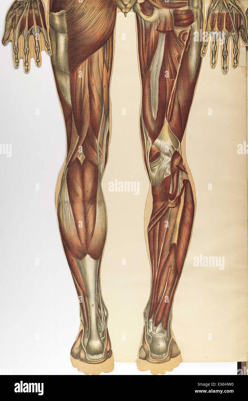 Anatomical illustrationfrom 'Le corps humain et grandeur naturelle ...