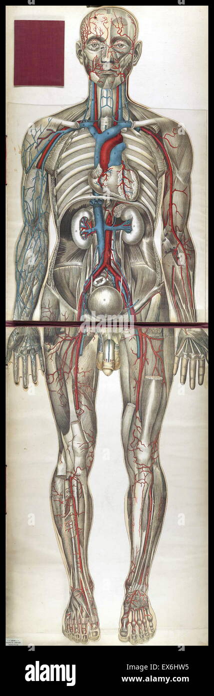 Anatomical illustrationfrom 'Le corps humain et grandeur naturelle ...