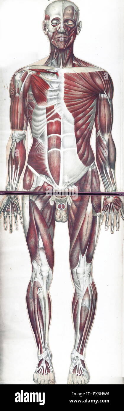 Le corps humain hi-res stock photography and images - Alamy