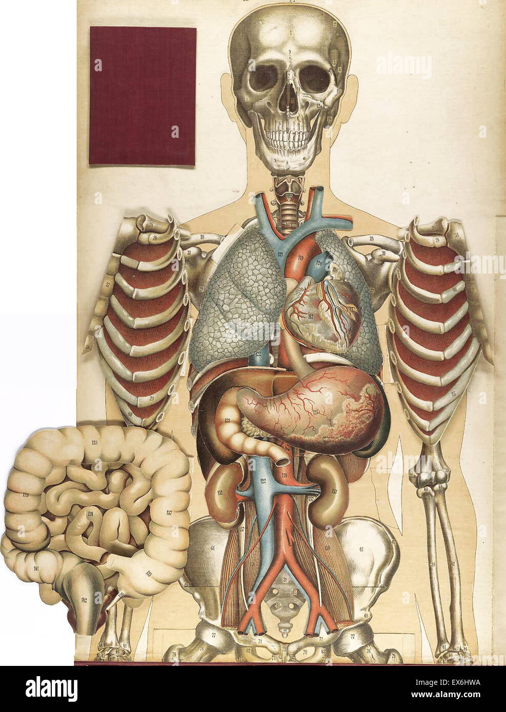Anatomical illustrationfrom 'Le corps humain et grandeur naturelle ...