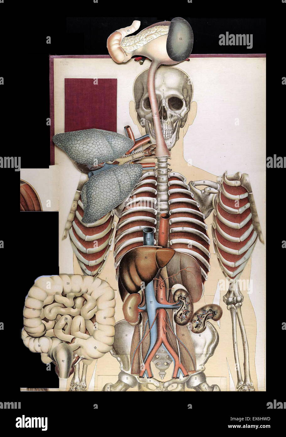 Le corps humain hi-res stock photography and images - Alamy