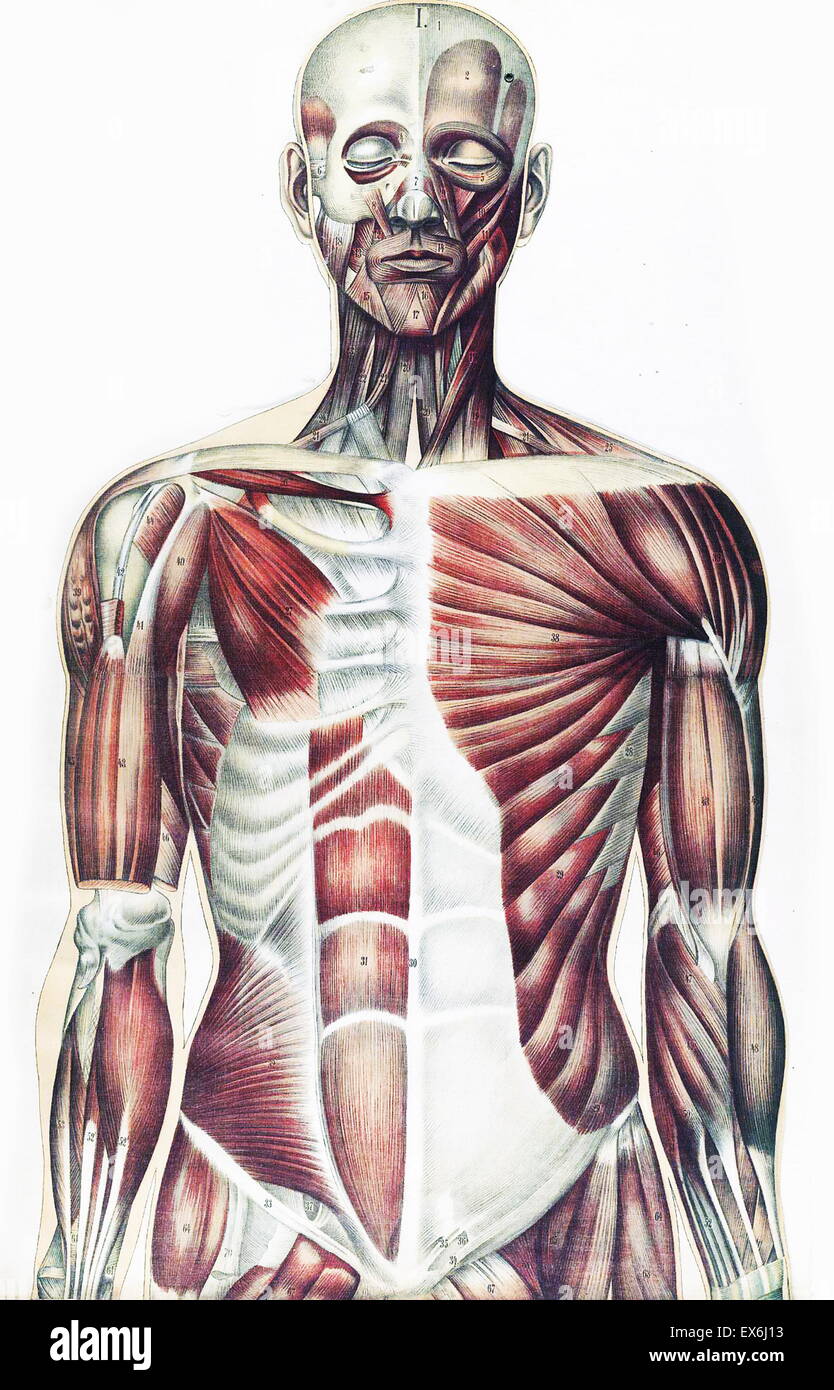 Corps humain hi-res stock photography and images - Alamy