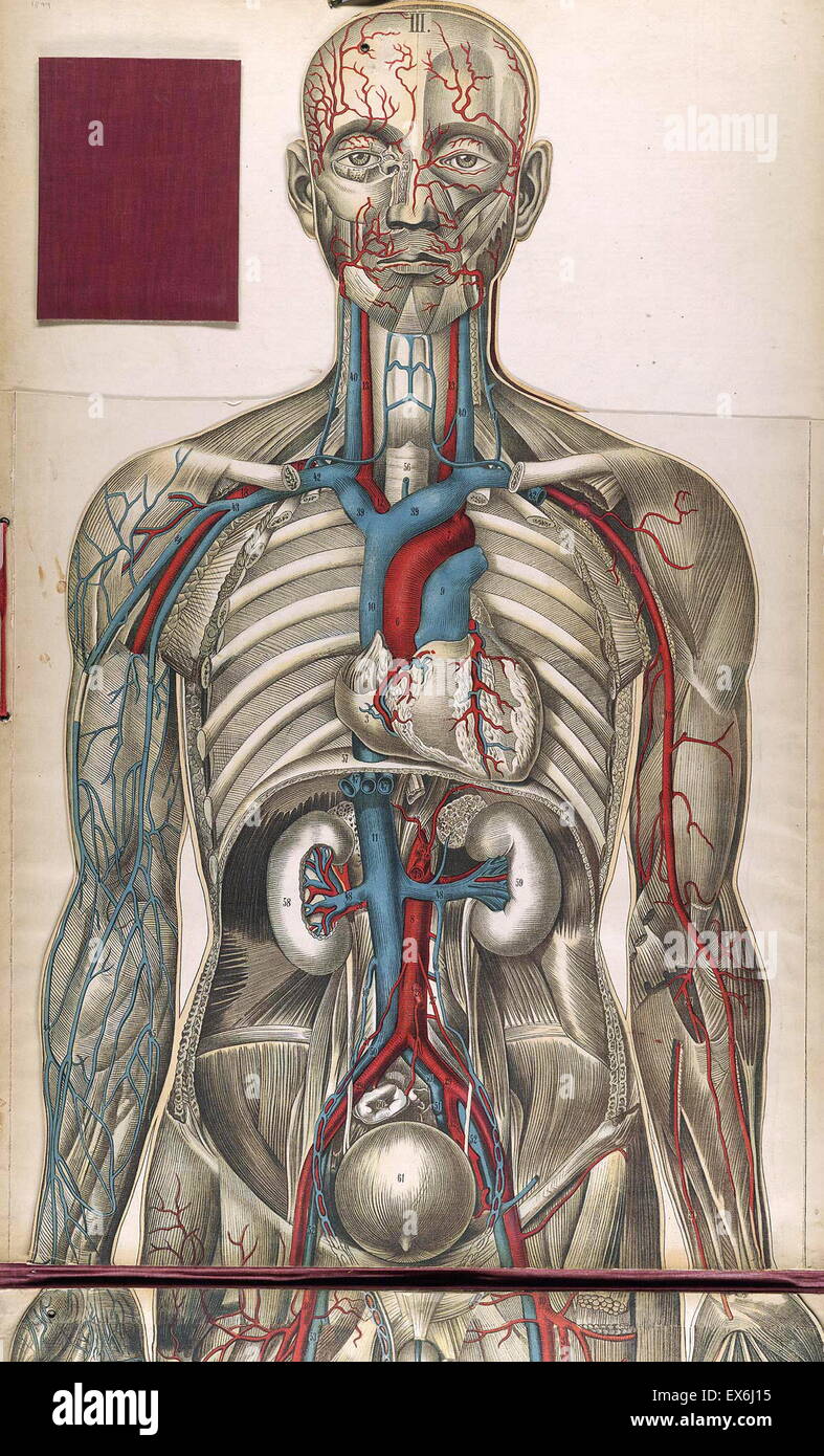 Le corps humain hi-res stock photography and images - Alamy