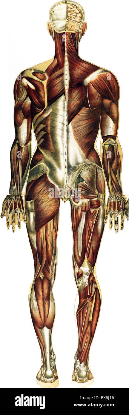 Corps Humain Stock Photos & Corps Humain Stock Images - Alamy