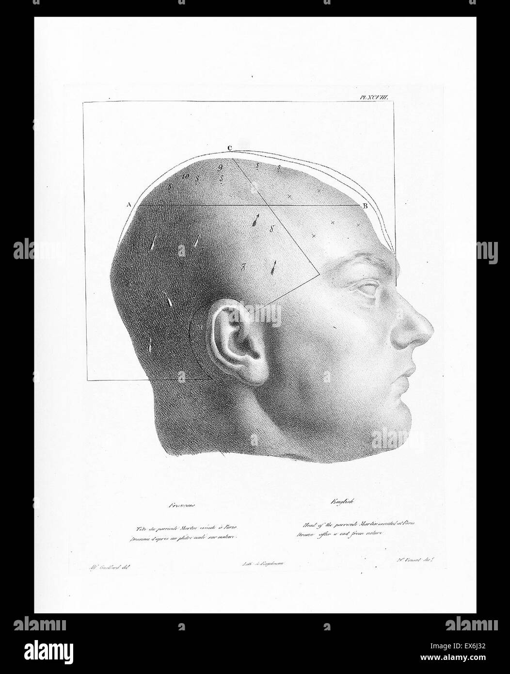 Franz joseph gall phrenology hi-res stock photography and images - Alamy