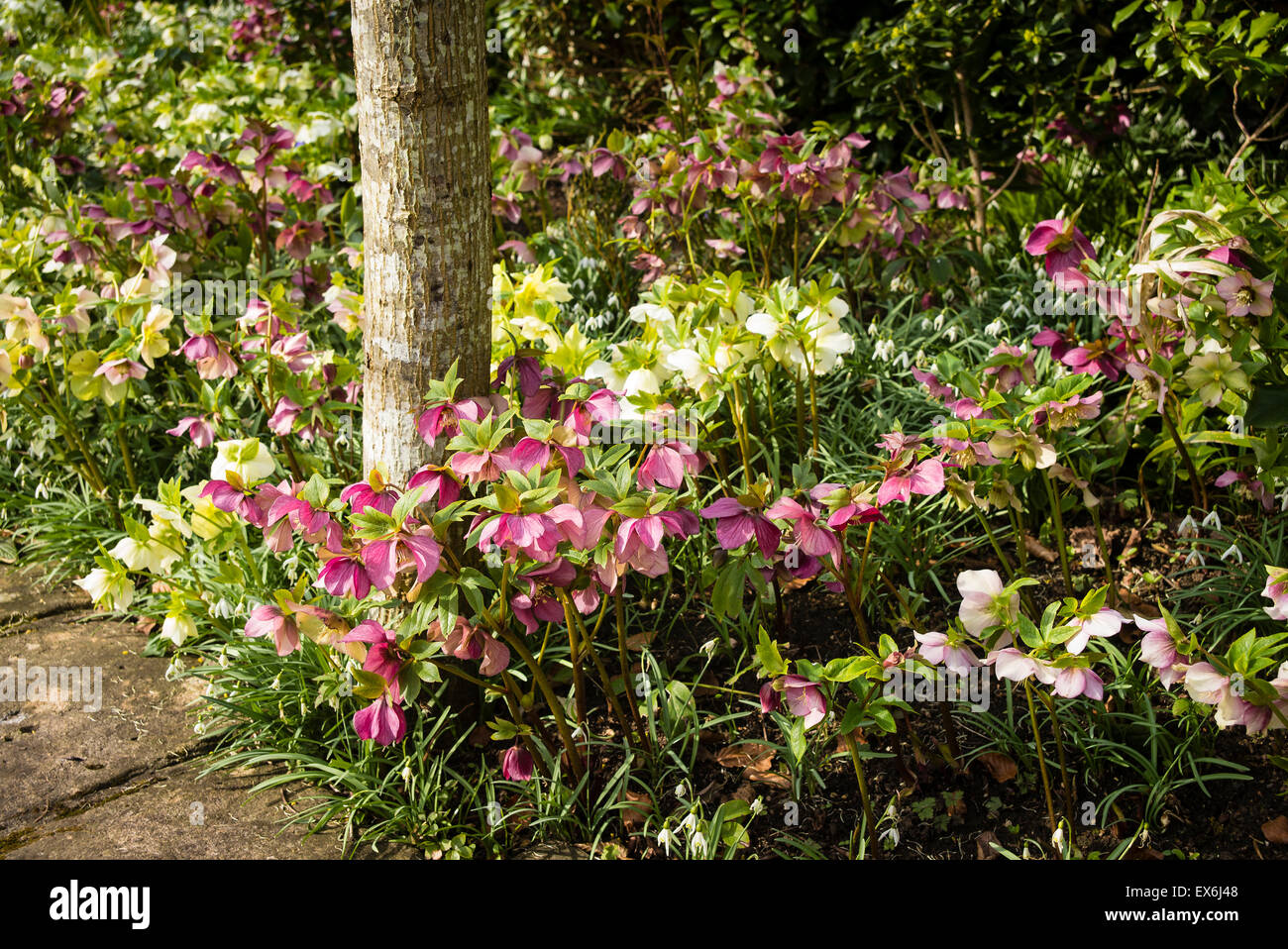 Spring border hellebores hi-res stock photography and images - Alamy