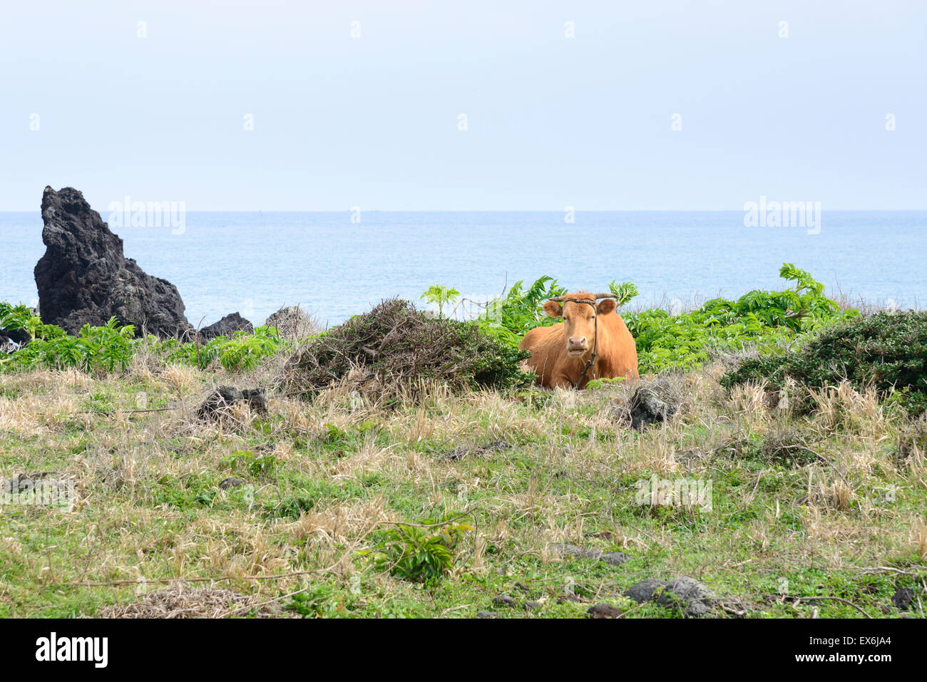 Korean native cow, called Hanwoo, lying down on a grass field with the ...