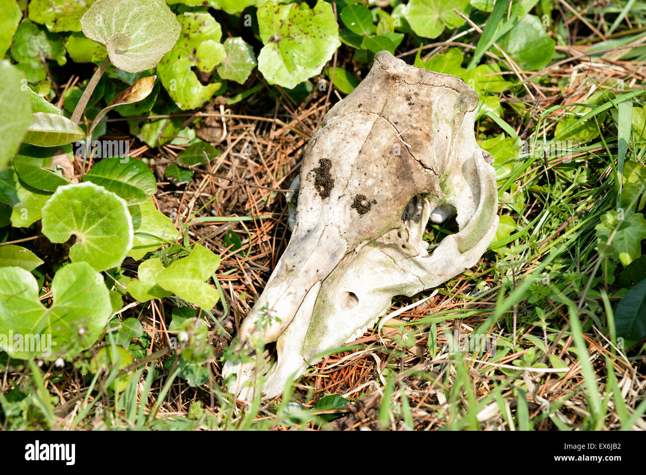 Dirty skull hi-res stock photography and images - Alamy
