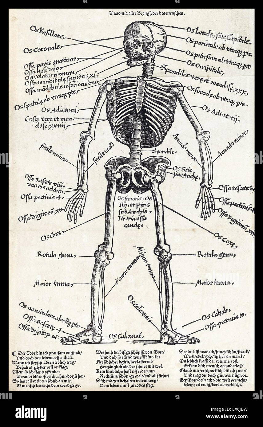Anatomical illustrations from 'Feldbuch der Wundarzney (Field book of ...