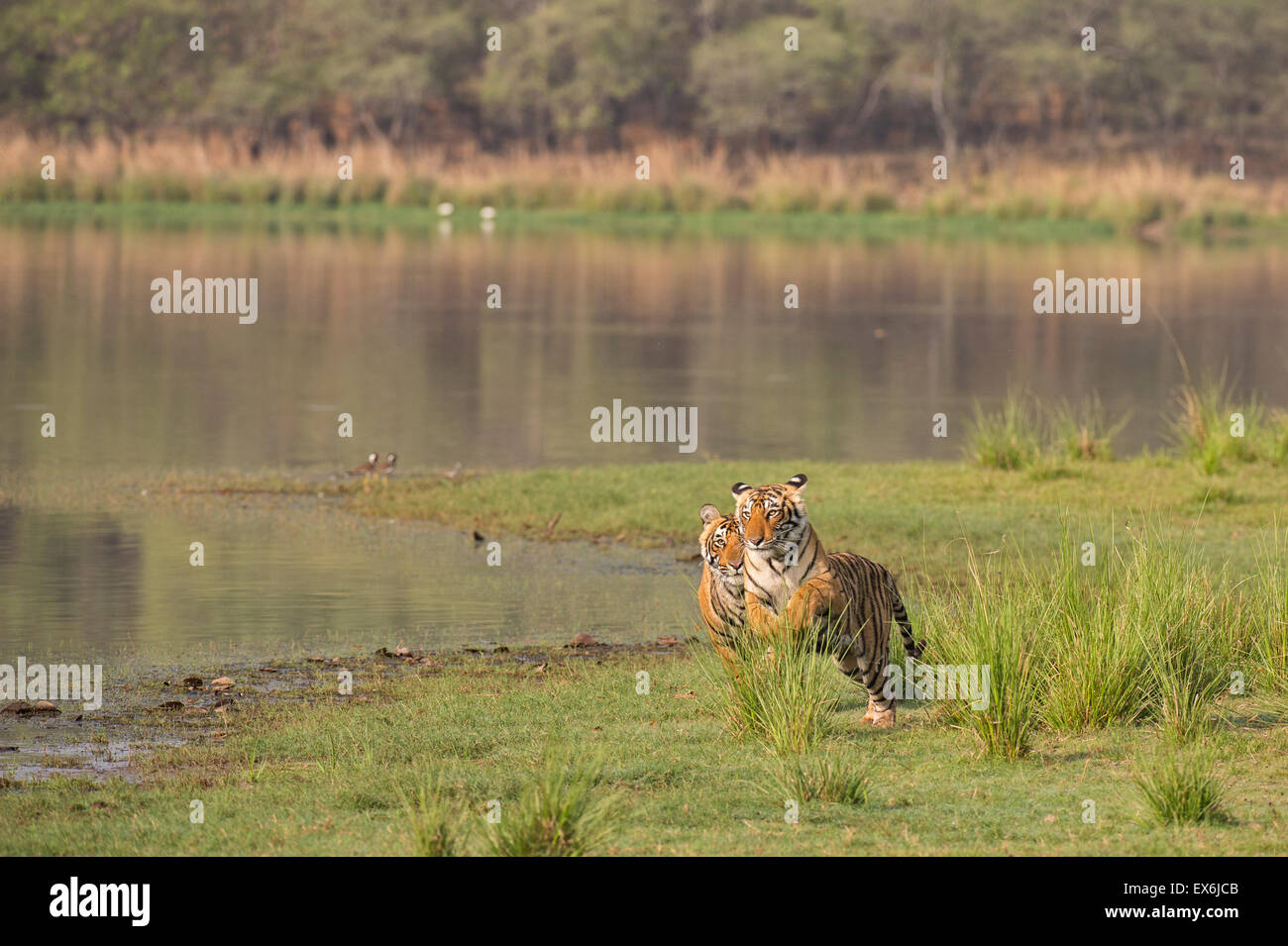 Tigers running speed hi-res stock photography and images - Alamy