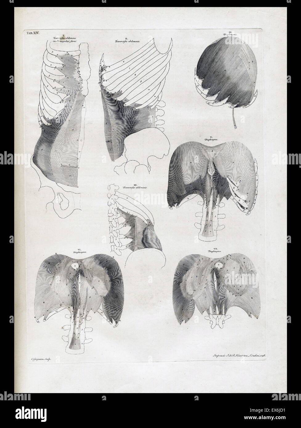 Tabulae sceleti et musculorum corporis humani hi-res stock photography ...