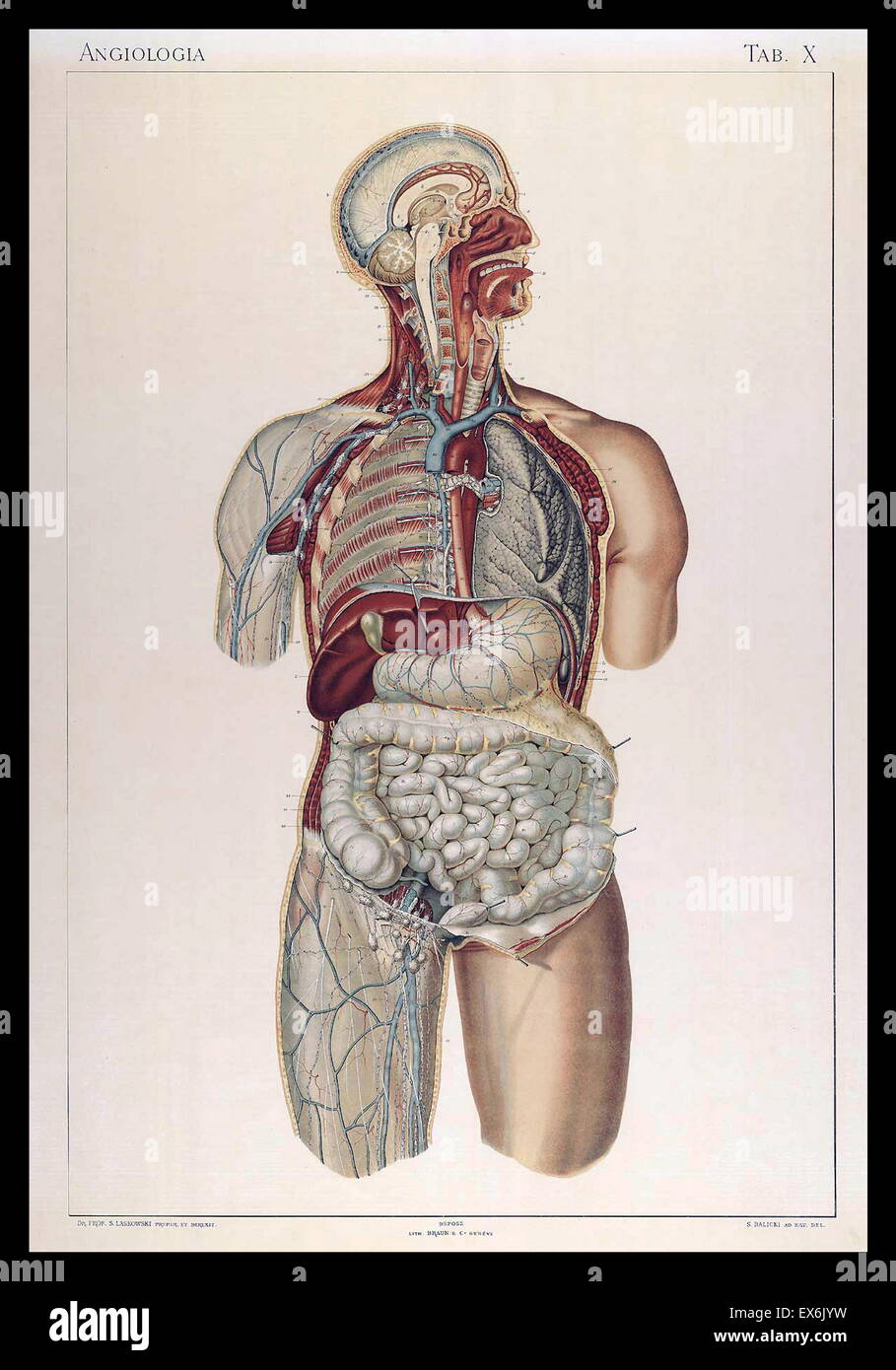 Anatomie normale High Resolution Stock Photography and Images - Alamy