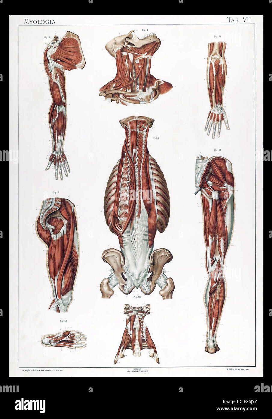 Anatomie normale High Resolution Stock Photography and Images - Alamy