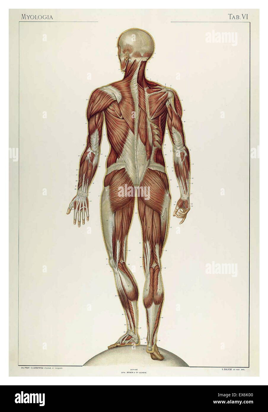 Anatomie normale High Resolution Stock Photography and Images - Alamy