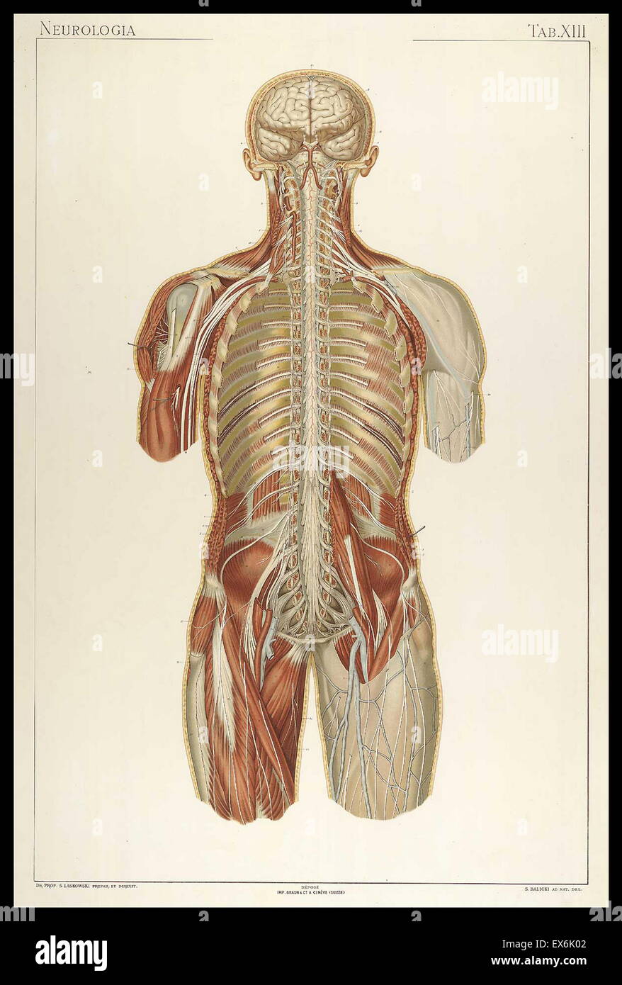 Anatomie normale High Resolution Stock Photography and Images - Alamy