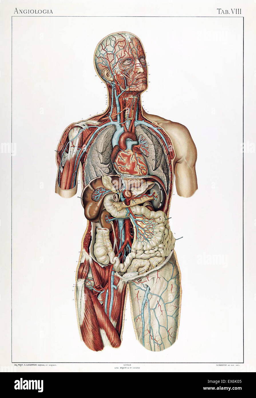 Anatomie normale High Resolution Stock Photography and Images - Alamy