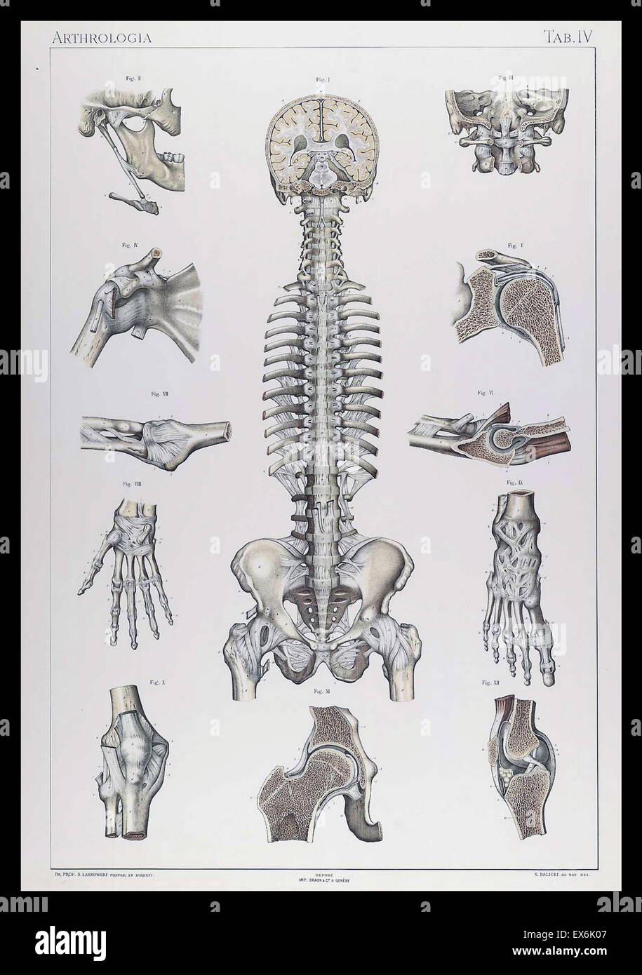 Anatomie normale High Resolution Stock Photography and Images - Alamy