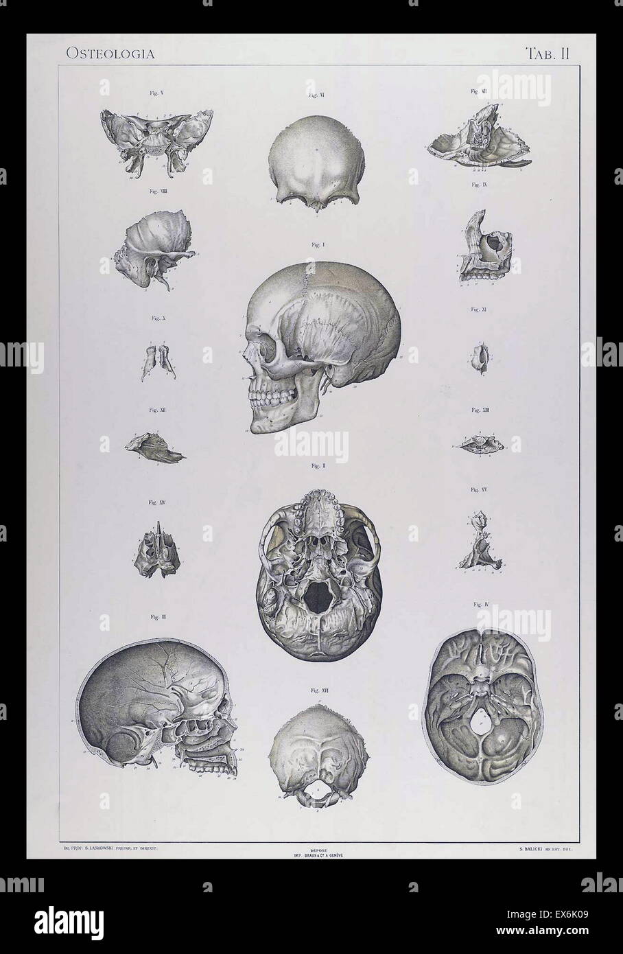 Anatomie normale High Resolution Stock Photography and Images - Alamy