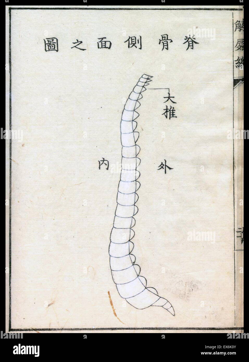 Illustration from a Japanese anatomical and medical text 'Complete ...
