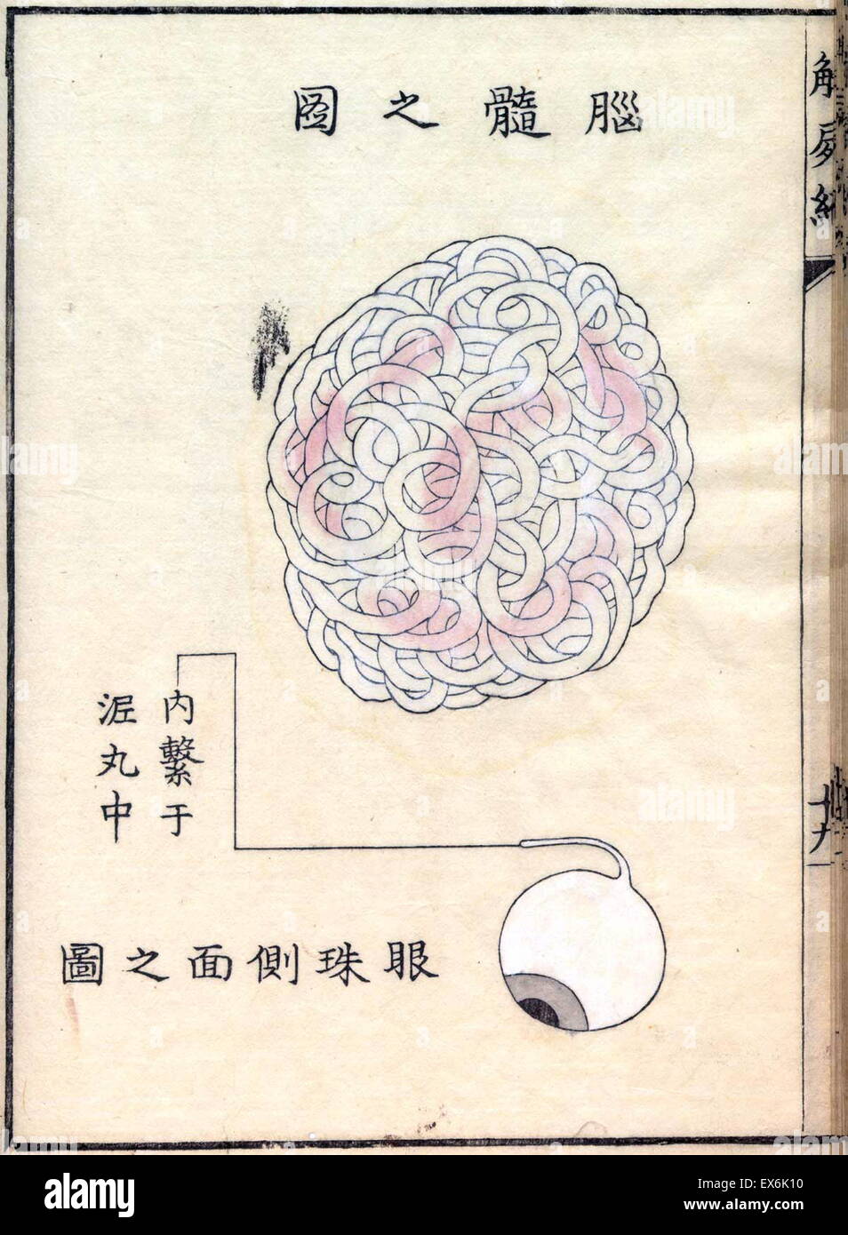 Illustration from a Japanese anatomical and medical text 'Complete ...