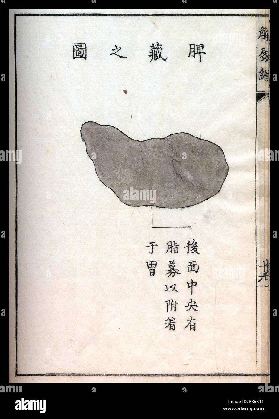 Illustration from a Japanese anatomical and medical text 'Complete ...