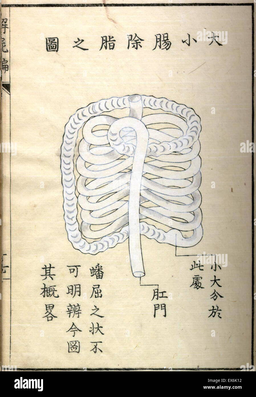 Medicine Anatomy Dissection History Historical Archive Archival High ...