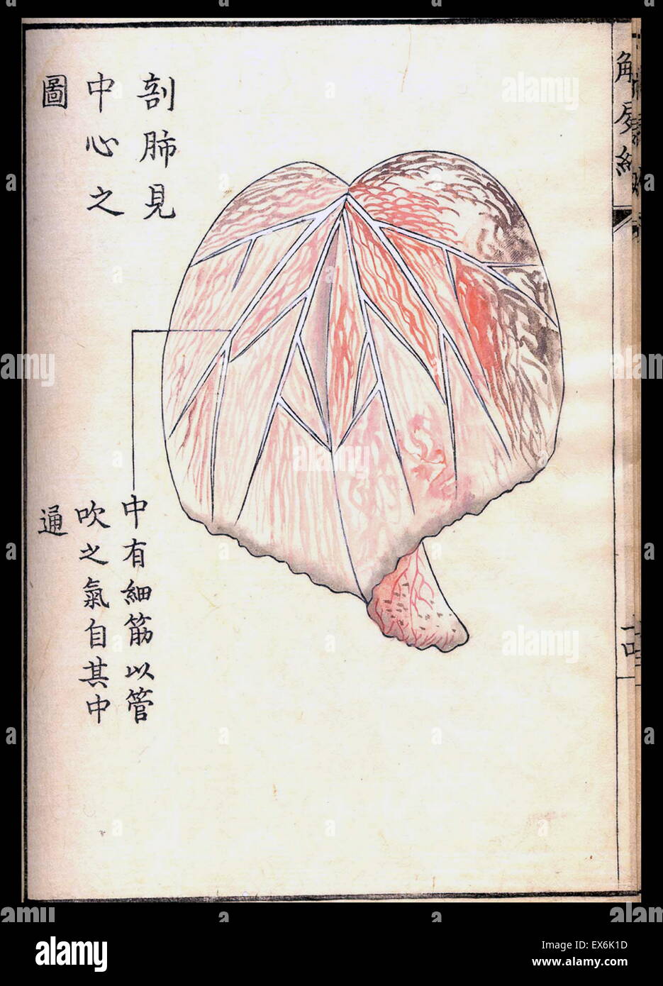 Illustration from a Japanese anatomical and medical text 'Complete ...