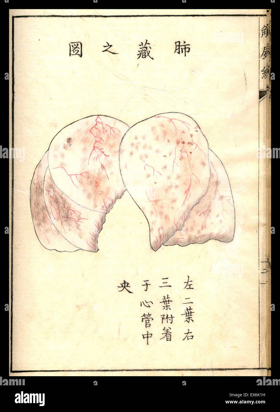 Illustration from a Japanese anatomical and medical text 'Complete ...