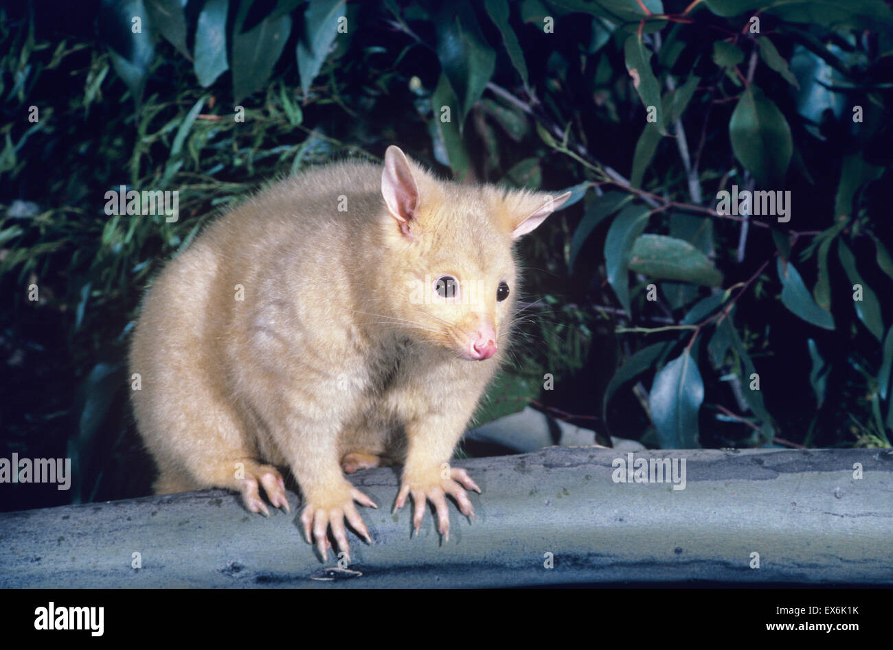 Golden brushtail possum hi-res stock photography and images - Alamy