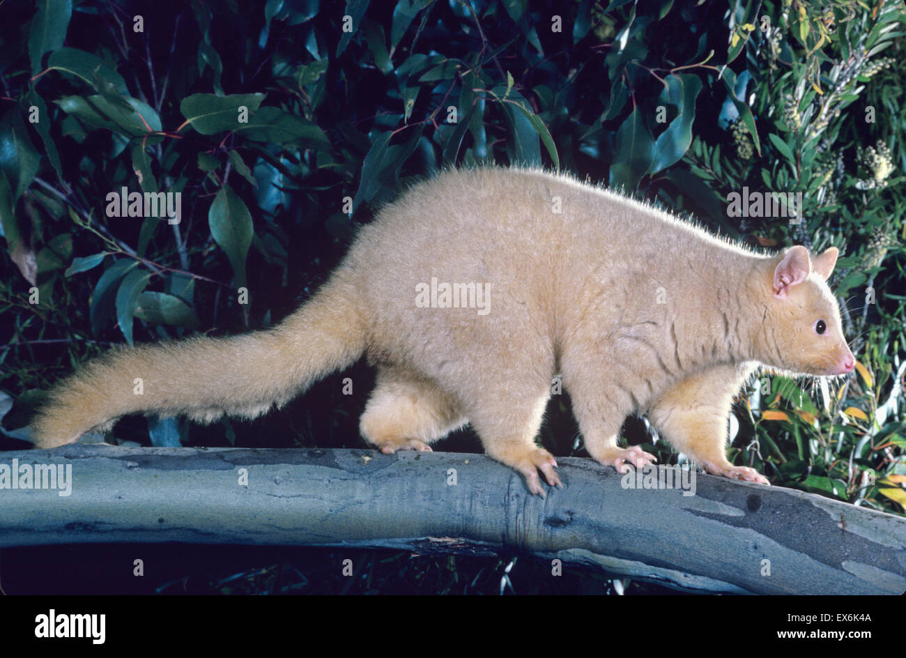 Golden Brushtail Possum