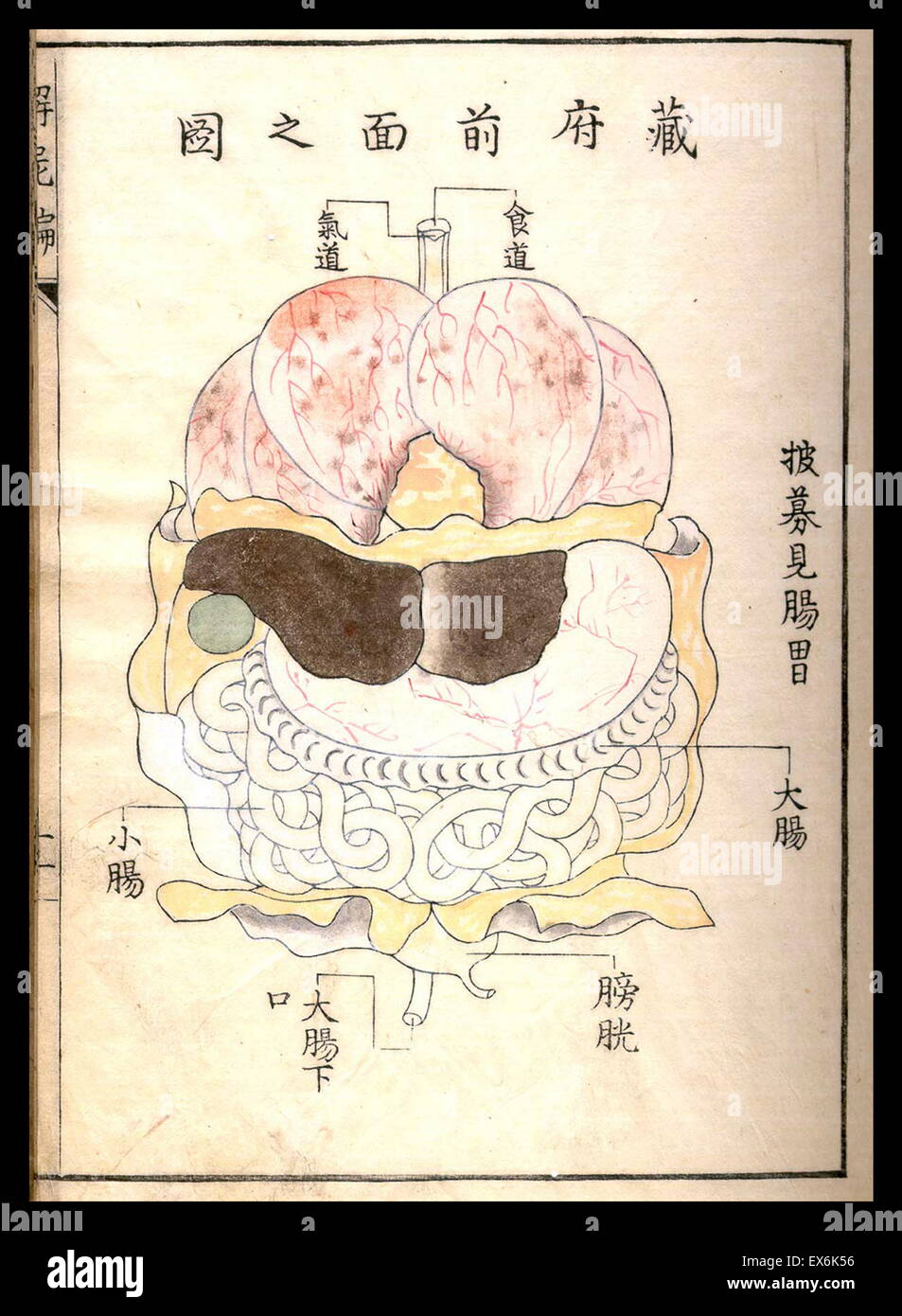 Medicine Anatomy Dissection History Historical Archive Archival High ...