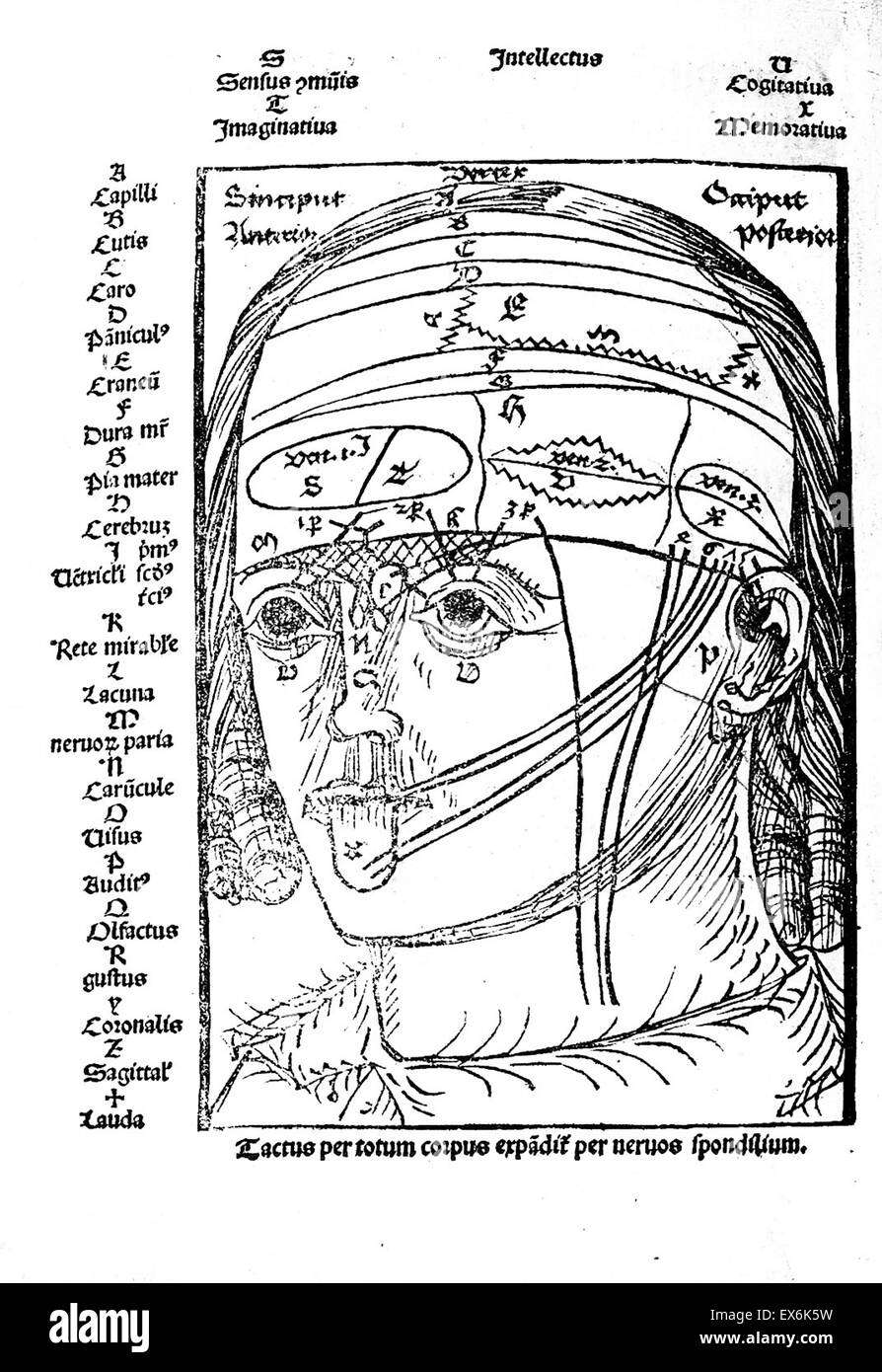 Antropologium de hominis hi-res stock photography and images - Alamy