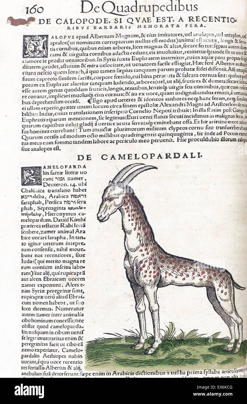 Historia animalium giraffe hi-res stock photography and images - Alamy