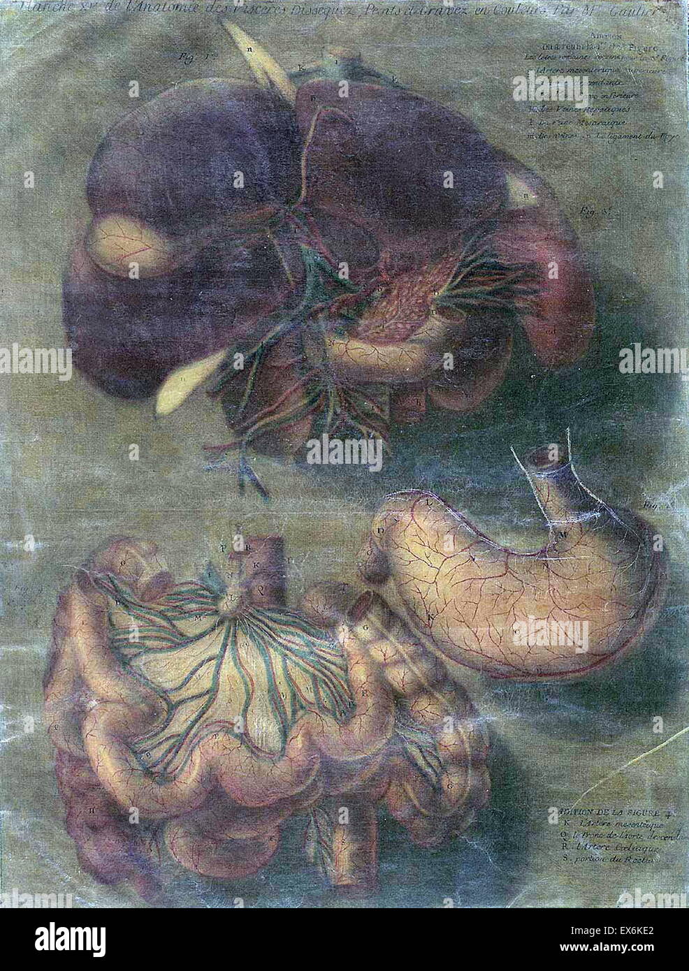 anatomical study by Jacques Gautier d'Agoty 'Anatomie générale des ...