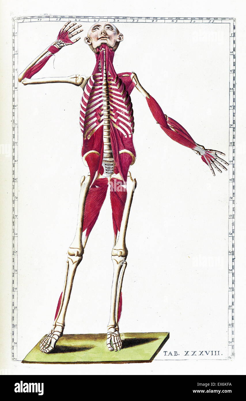 16th century illustration human anatomy hi-res stock photography and ...