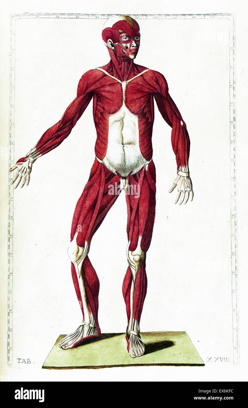 Illustration from 'Tabulae anatomicae'. (Rome: 1783) by Bartolomeo ...