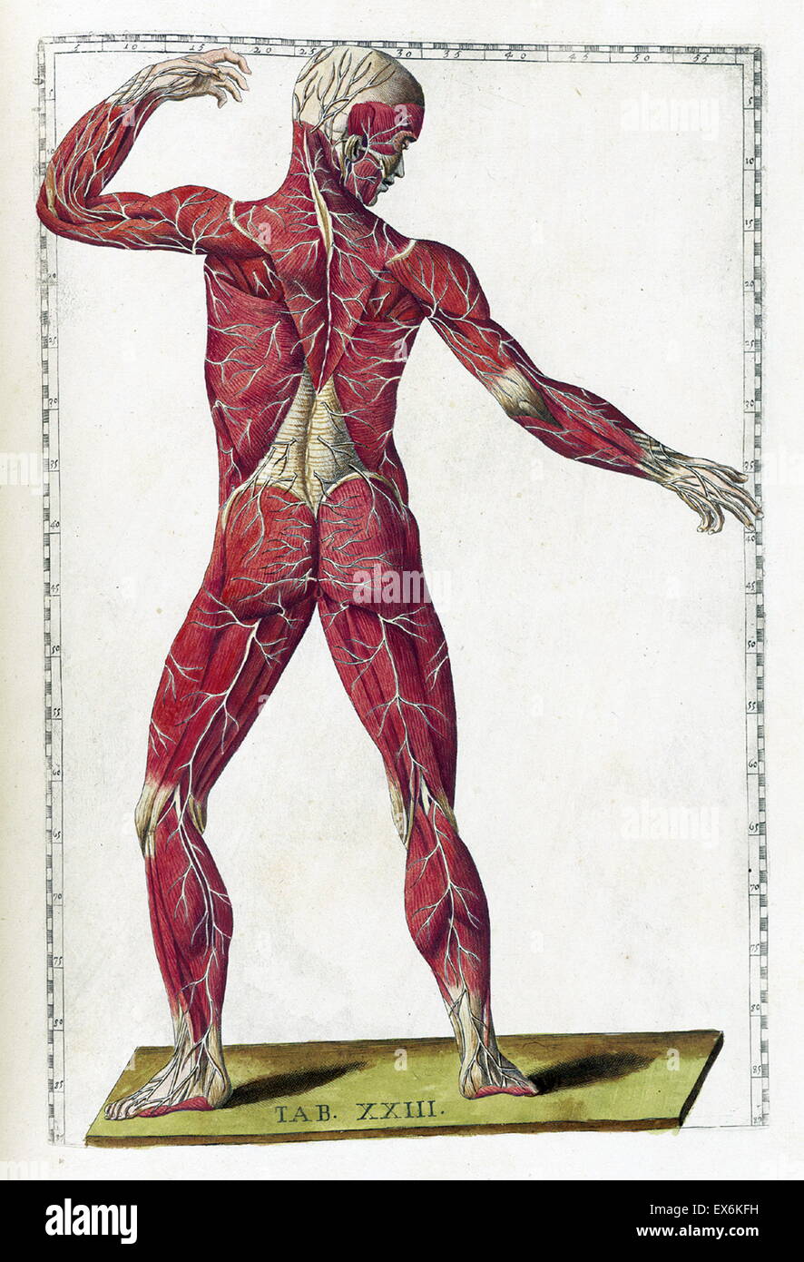 Illustration from 'Tabulae anatomicae'. (Rome: 1783) by Bartolomeo ...