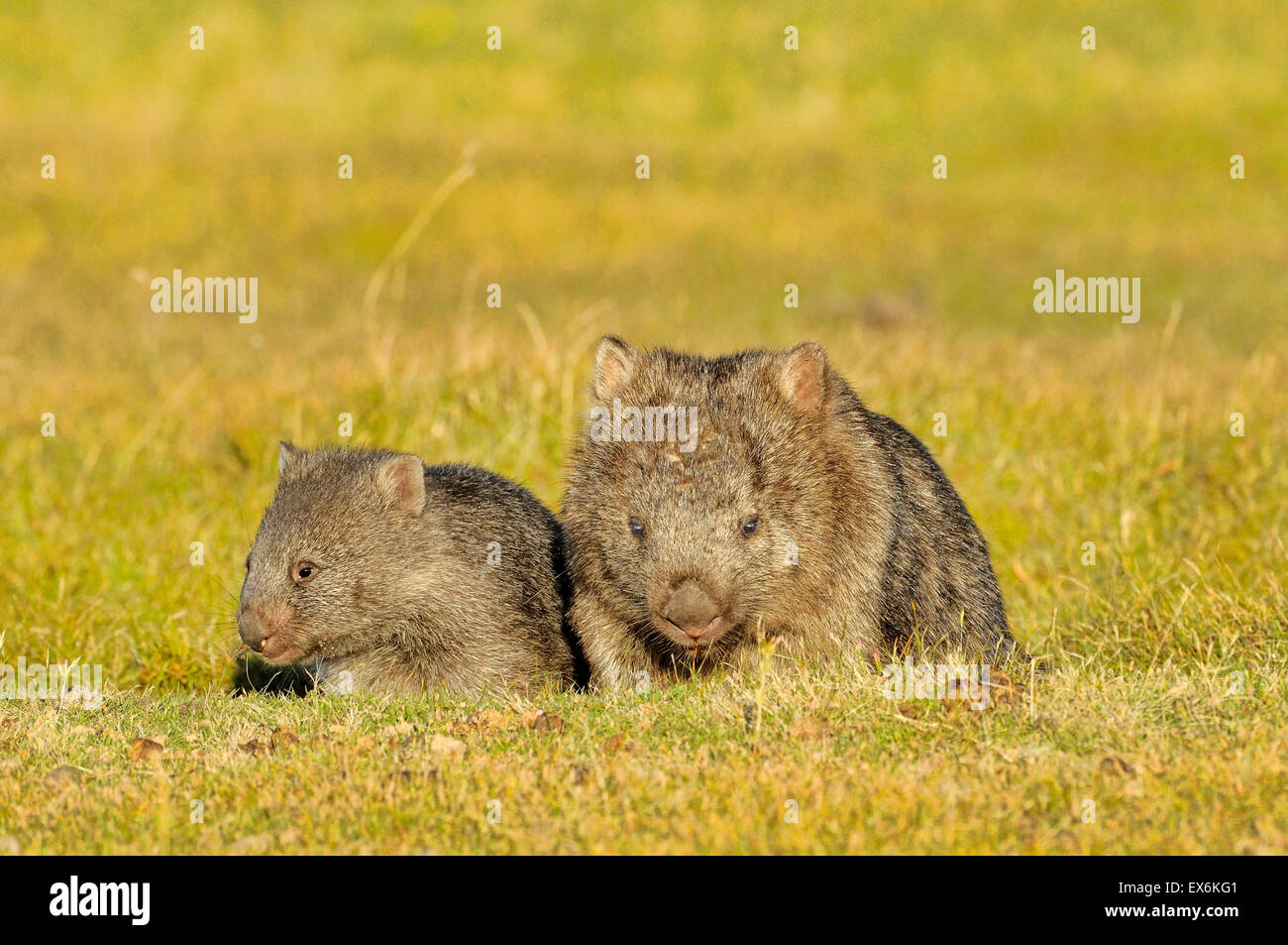 Common Wombat Female and joey Vombatus ursinus Photographed in Tasmania ...