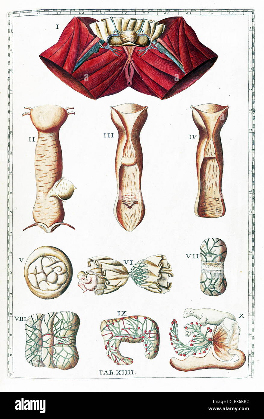 Illustration from 'Tabulae anatomicae'. (Rome: 1783) by Bartolomeo ...