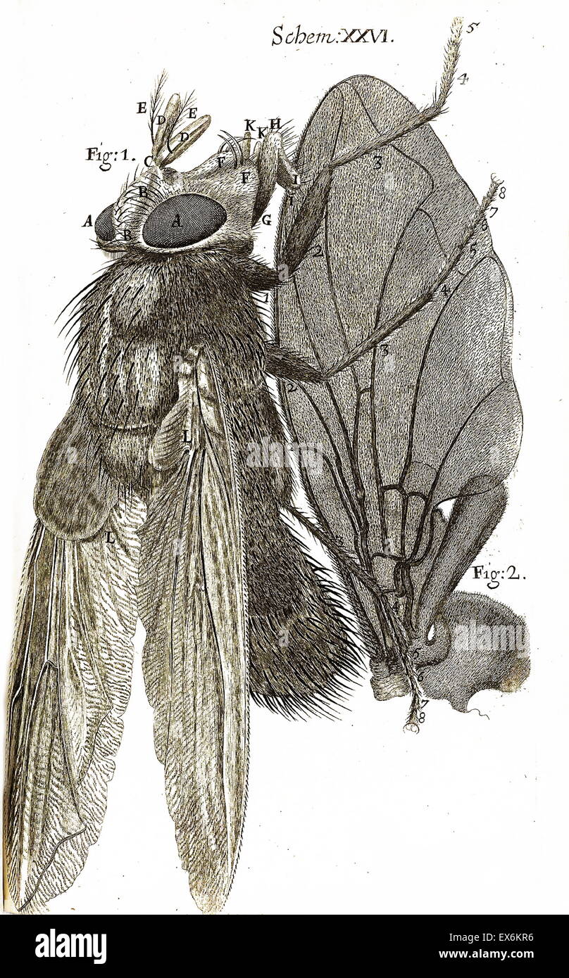 Illustration from 'Micrographia' 1665; by Robert Hooke, 1635-1703 ...