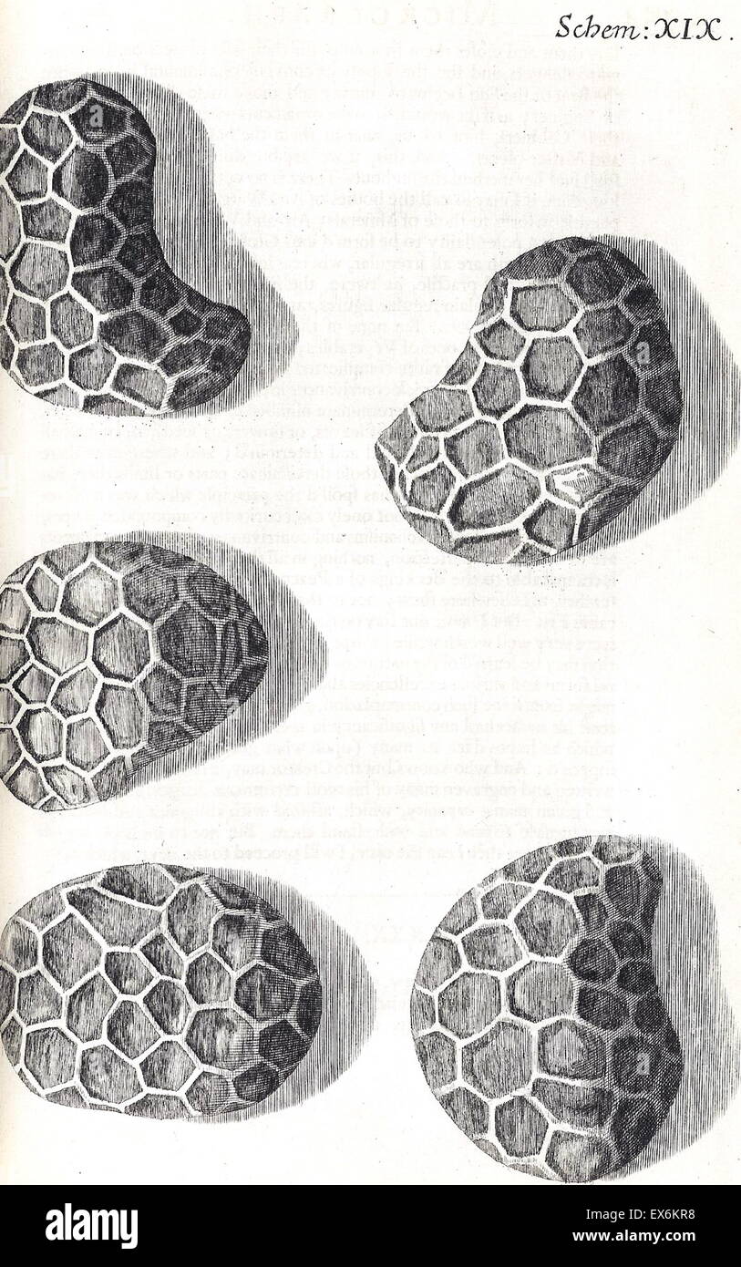 Robert hooke microscope hi-res stock photography and images - Alamy