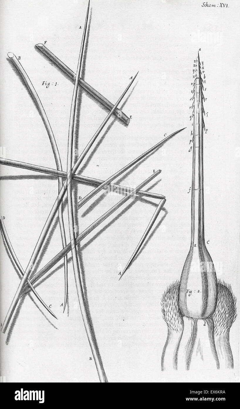 Illustration from 'Micrographia' 1665; by Robert Hooke, 1635-1703 ...