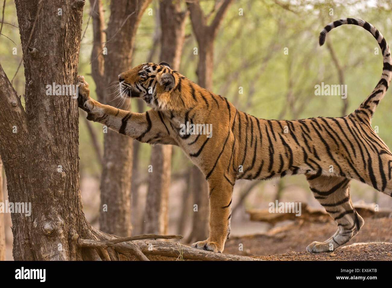 Tiger marking a tree trunk with his claws in the dry deciduous forests ...
