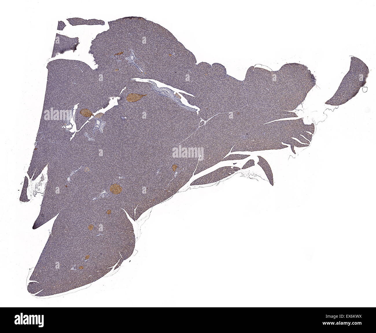Chromogranin A Immunoperoxidase Staining Of Formalin Fixed Paraffin Embedded Mouse Pancreas