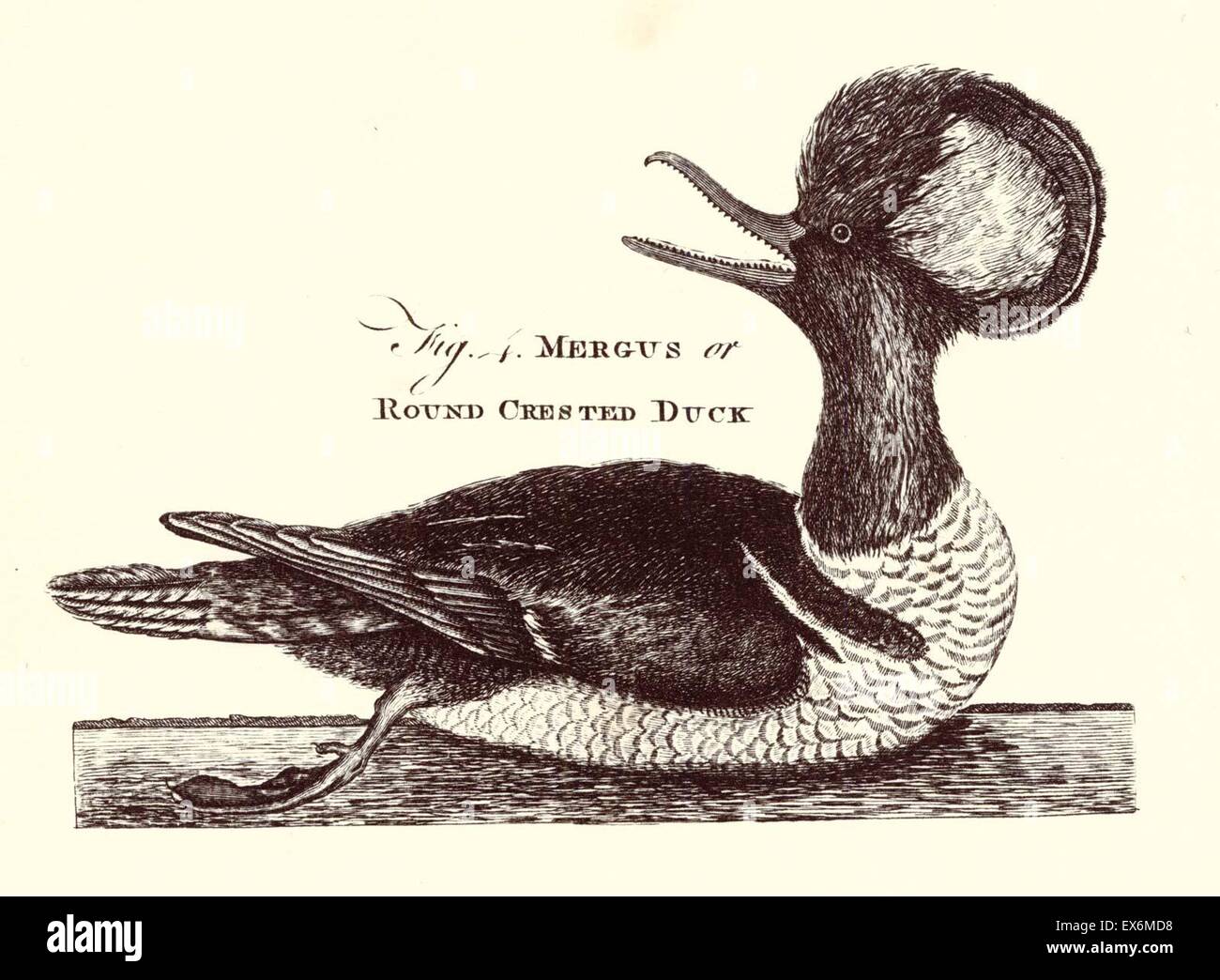 Round crested duck illustrations animals birds hi-res stock photography ...