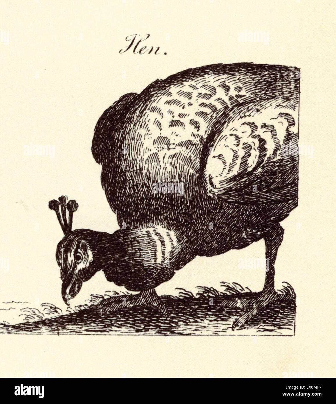 Hen illustrations animals birds fowl poultry hi-res stock photography ...