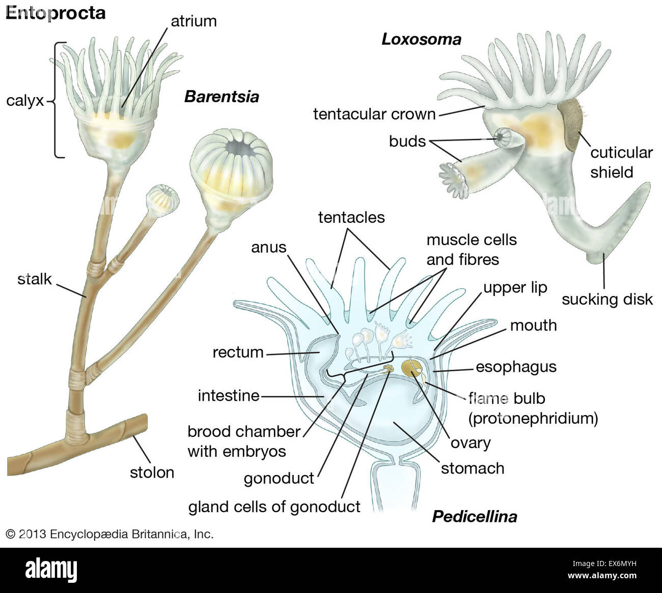 Structure of entoprocts Stock Photo - Alamy