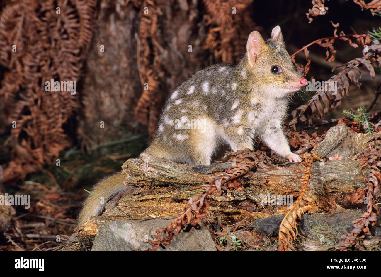 Quoll pouch hi-res stock photography and images - Alamy