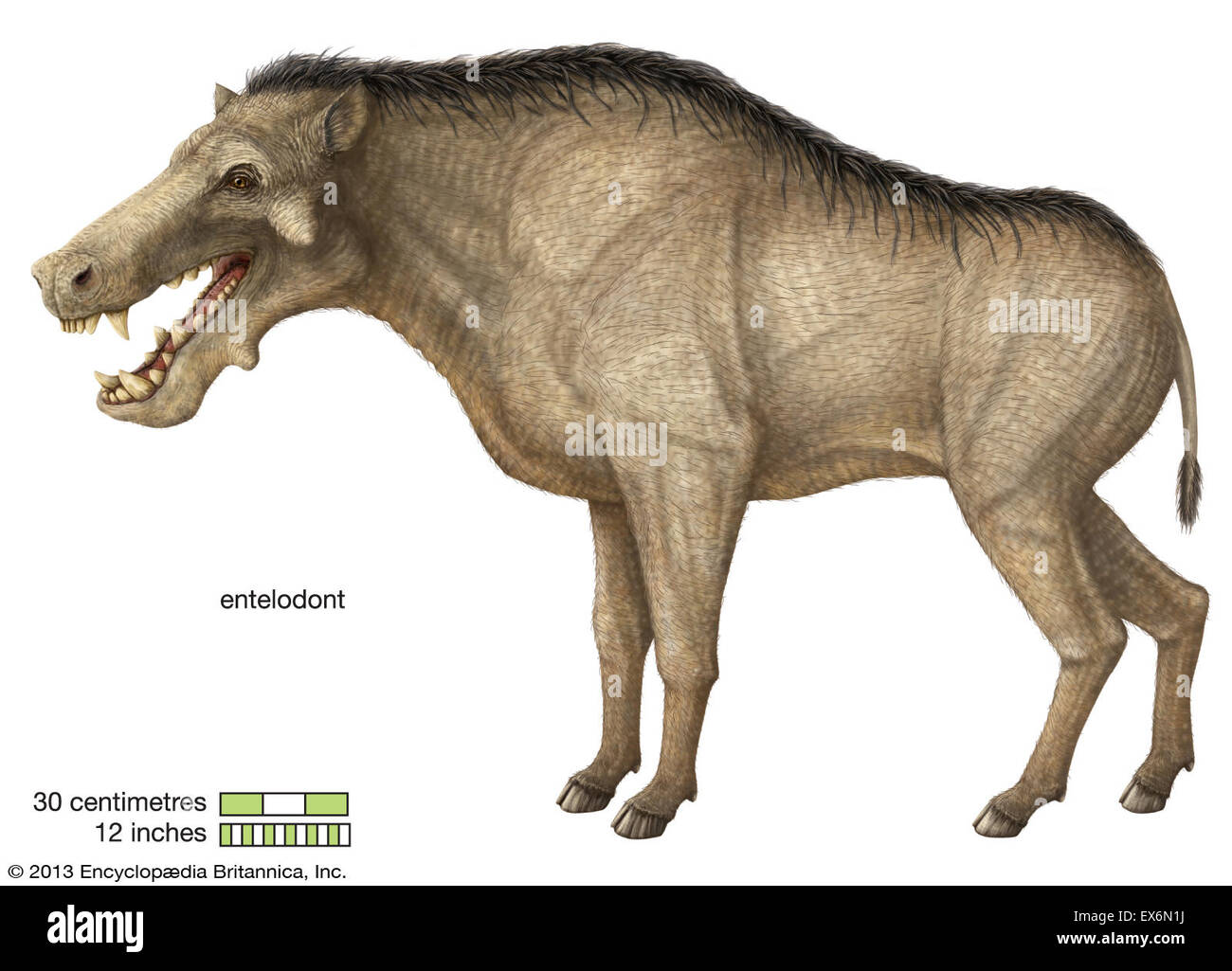 Terminator pigs hi-res stock photography and images - Alamy