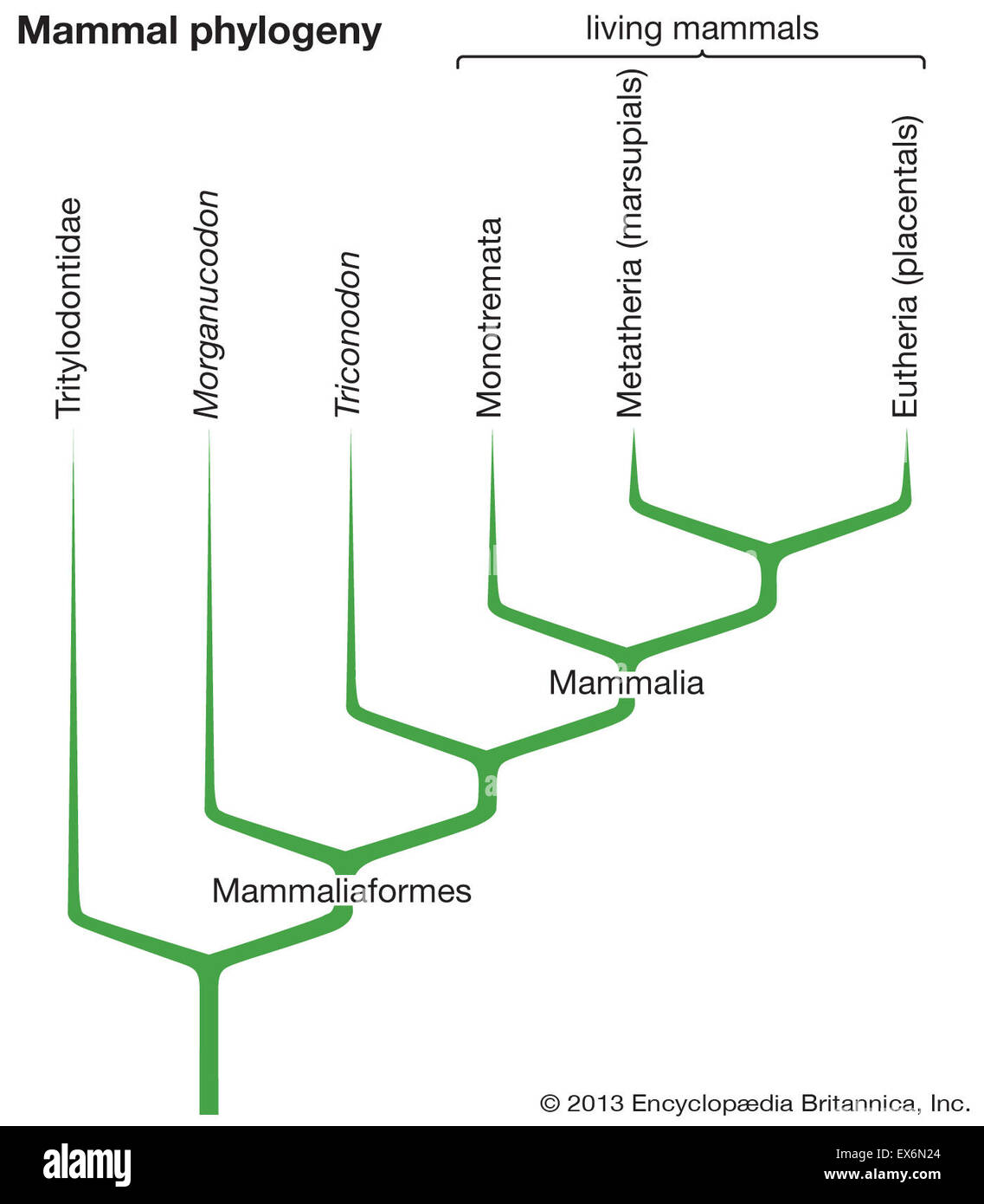 Mammal phylogeny hi-res stock photography and images - Alamy